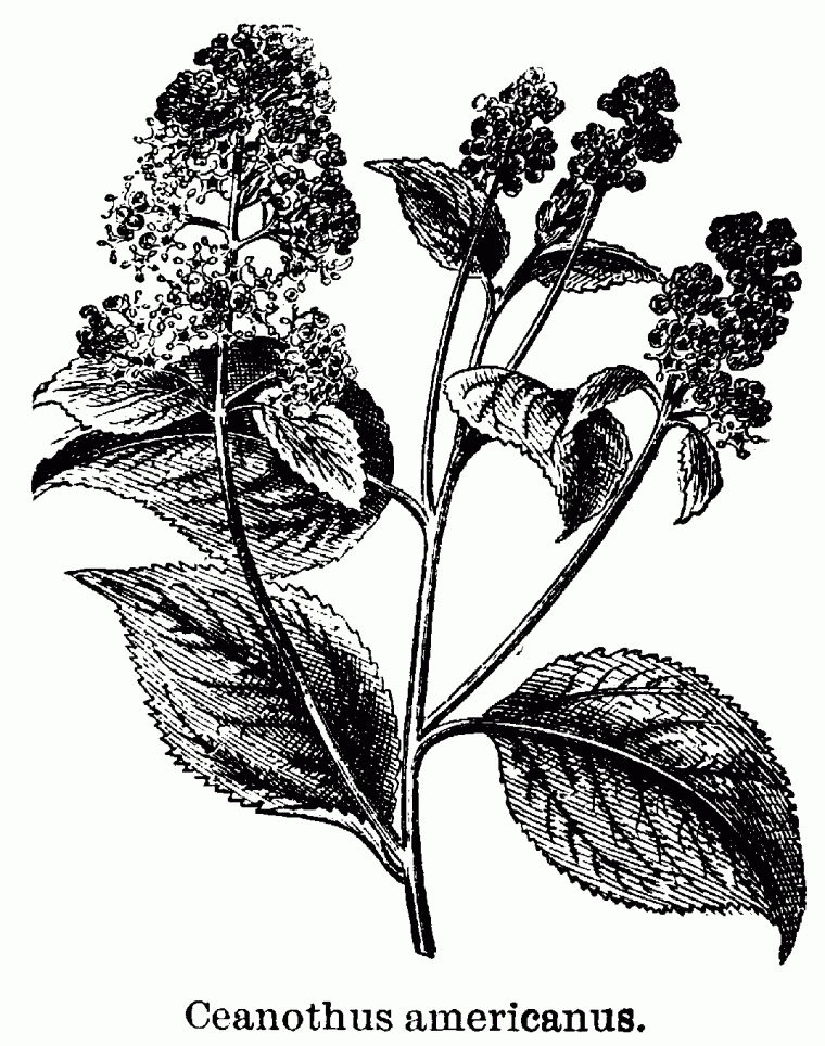 Red Root - Katolen Yardley